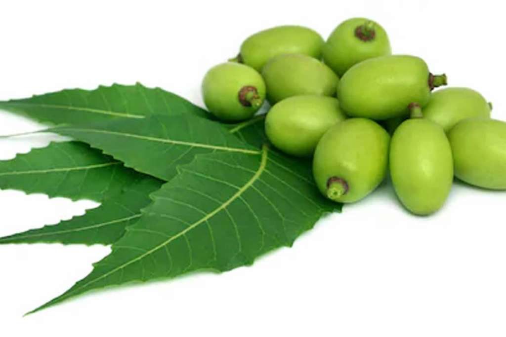 લીમડાના પાન જ નહીં ફળ પણ છે બહુઉપયોગી, આંખ સહિત કિડની માટે છે ફાયદાકારક ...